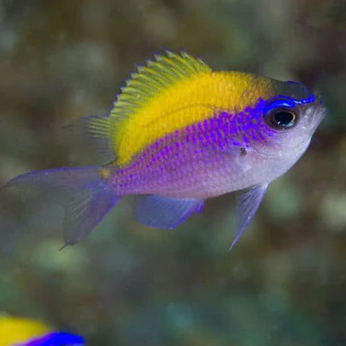 Sunshine Chromis Damsel - Chromis insolata – Coral Farm Kuwait