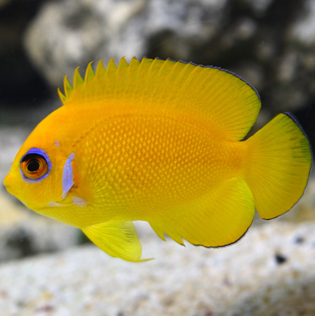 Lemonpeel Angelfish Fiji - Centropyge flavissima – Coral Farm Kuwait